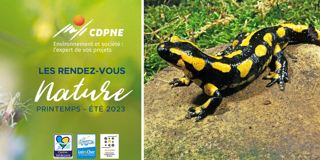 Sortie nature et nocturne à la découverte des amphibiens avec le CDPNE ...